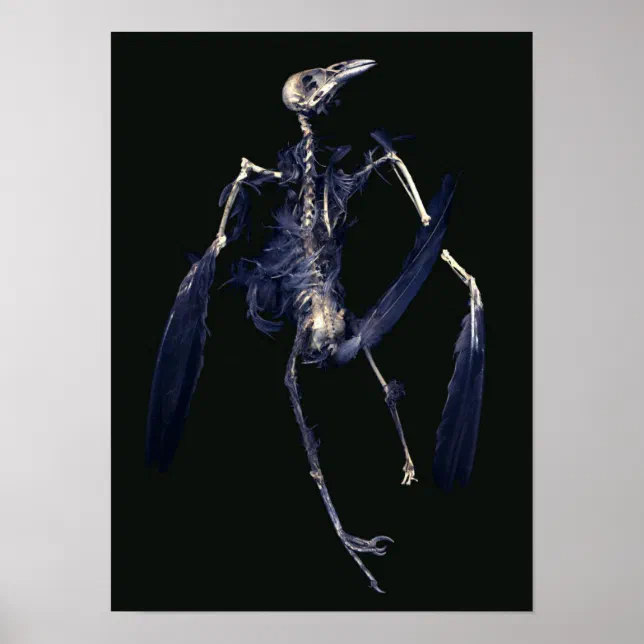 Bird Skeleton Poster | Zazzle