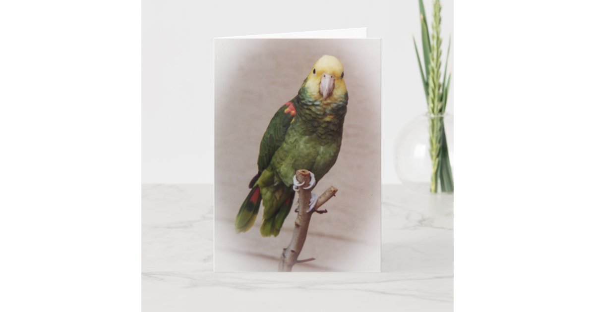 Bird Sympathy Card | Zazzle
