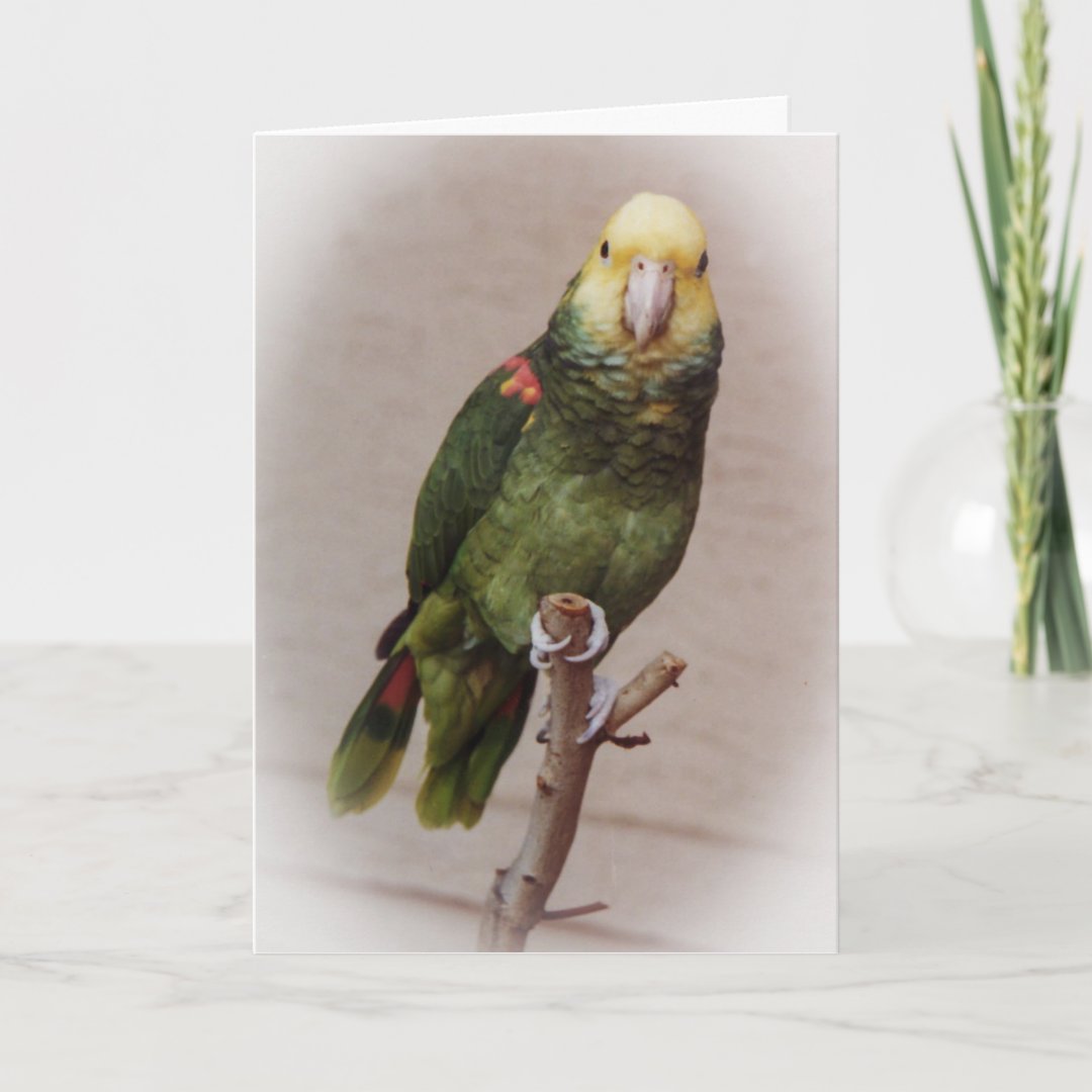Bird Sympathy Card | Zazzle
