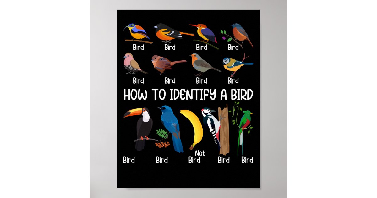 Bird Watcher How To Identify a Bird Unique Birder Poster | Zazzle