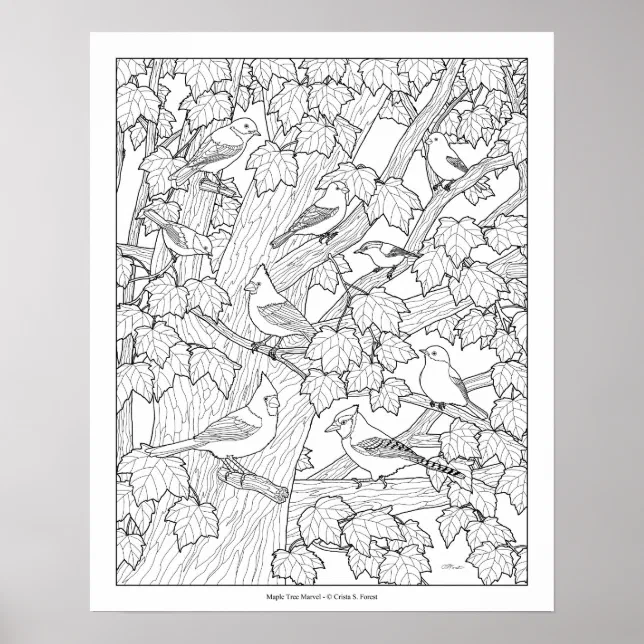 Birds and Maple Tree Adult Coloring Page 20"x16" Poster | Zazzle
