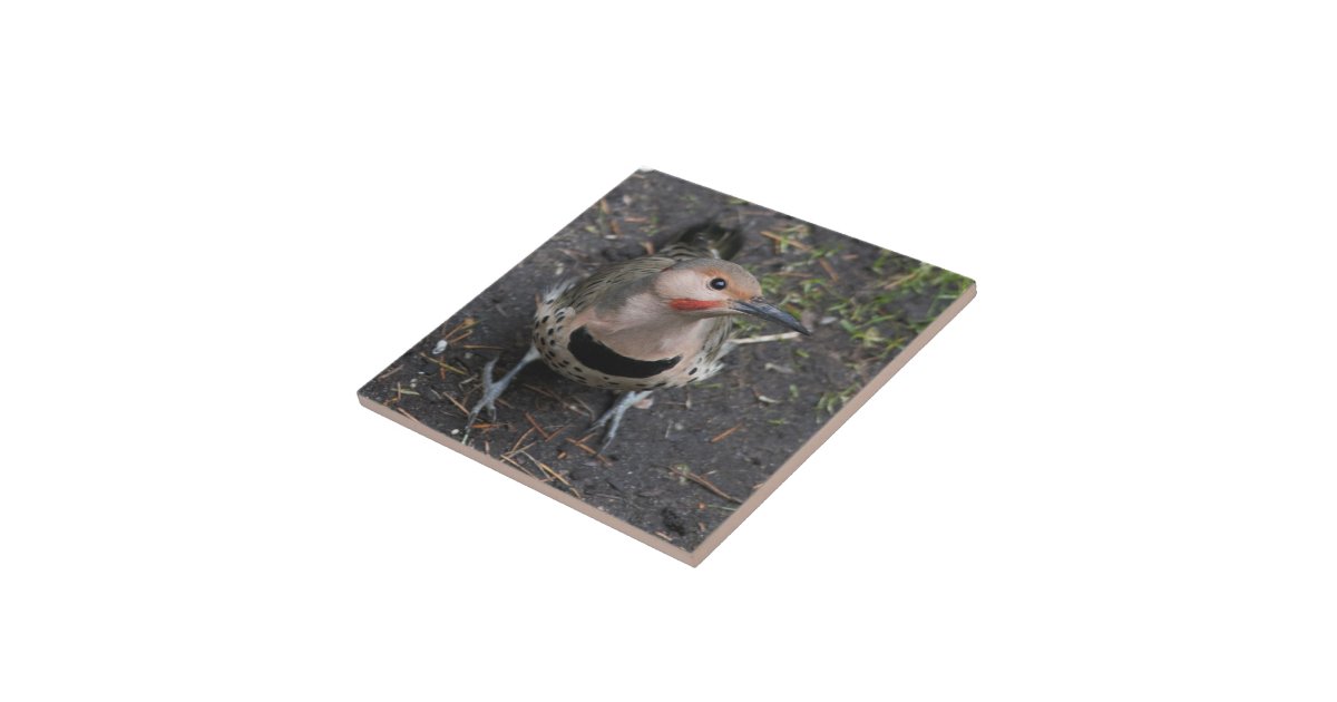 Bird's Eye View of Northern Flicker Woodpecker Ceramic Tile | Zazzle