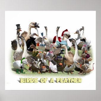 Birds of a Feather Poster | Zazzle