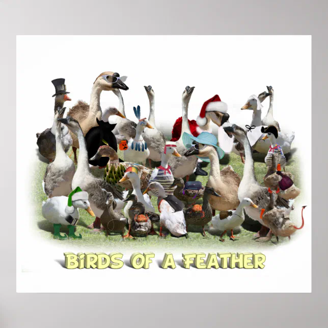 Birds of a Feather Poster | Zazzle