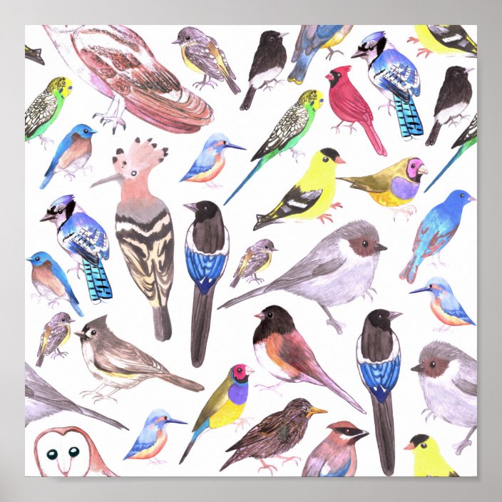 Birds of America- pets and wild birds Poster | Zazzle.com