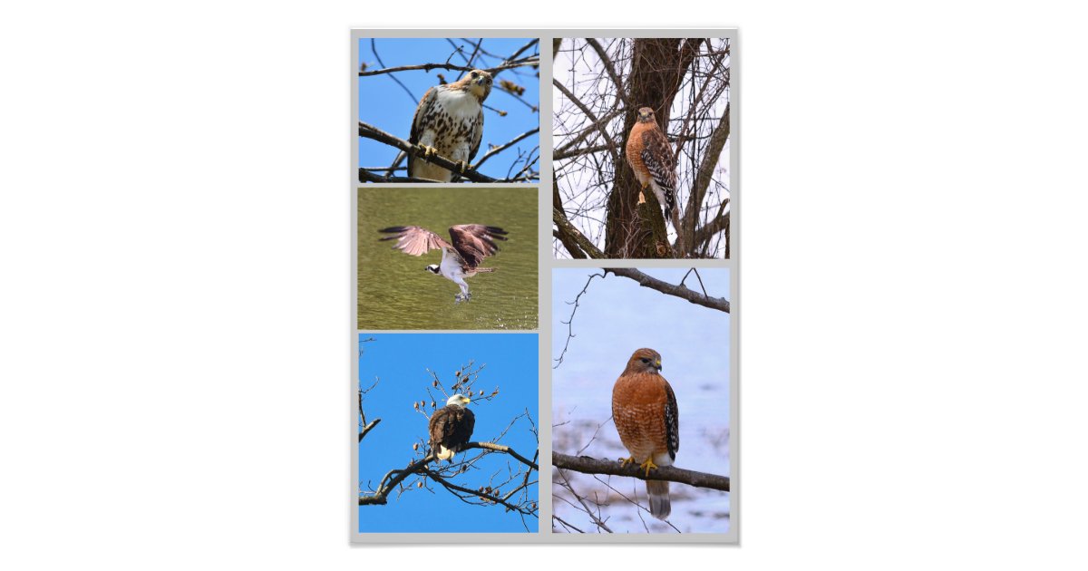 Birds of prey photo collage | Zazzle