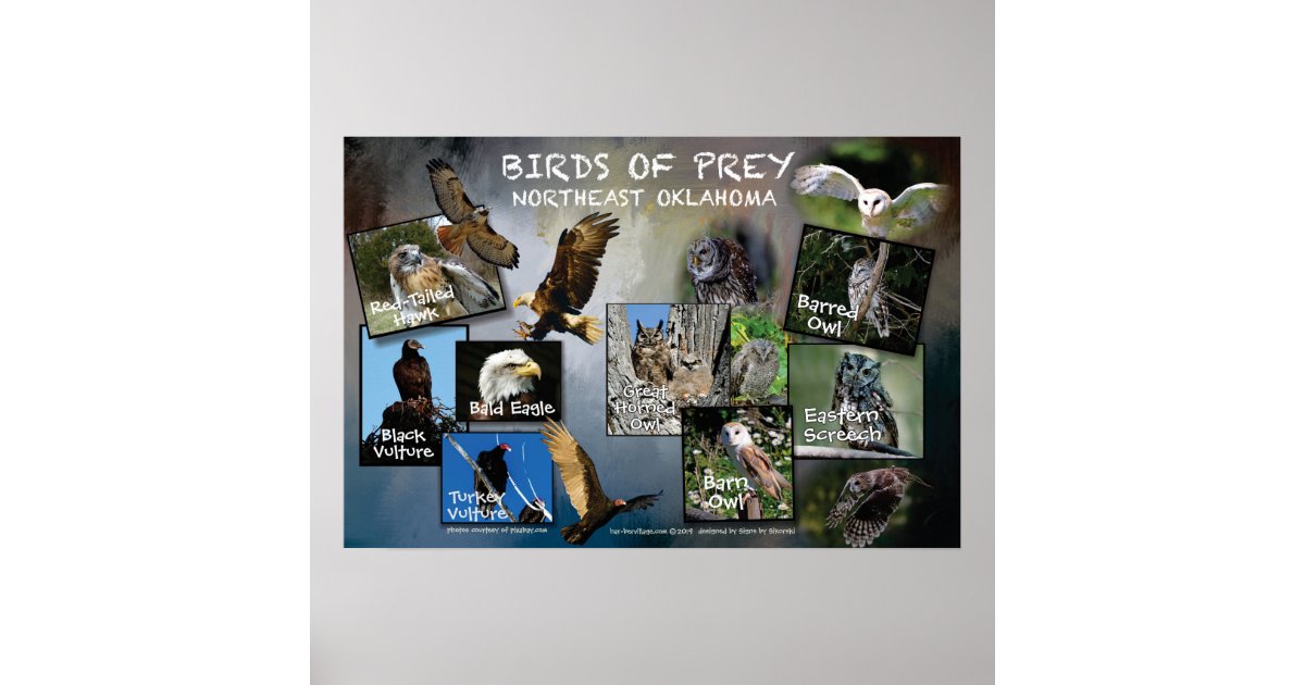 Birds of Prey Poster 19v2 | Zazzle