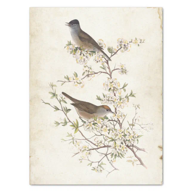 Birds on Flowering Branch Parchment Decoupage Tissue Paper | Zazzle
