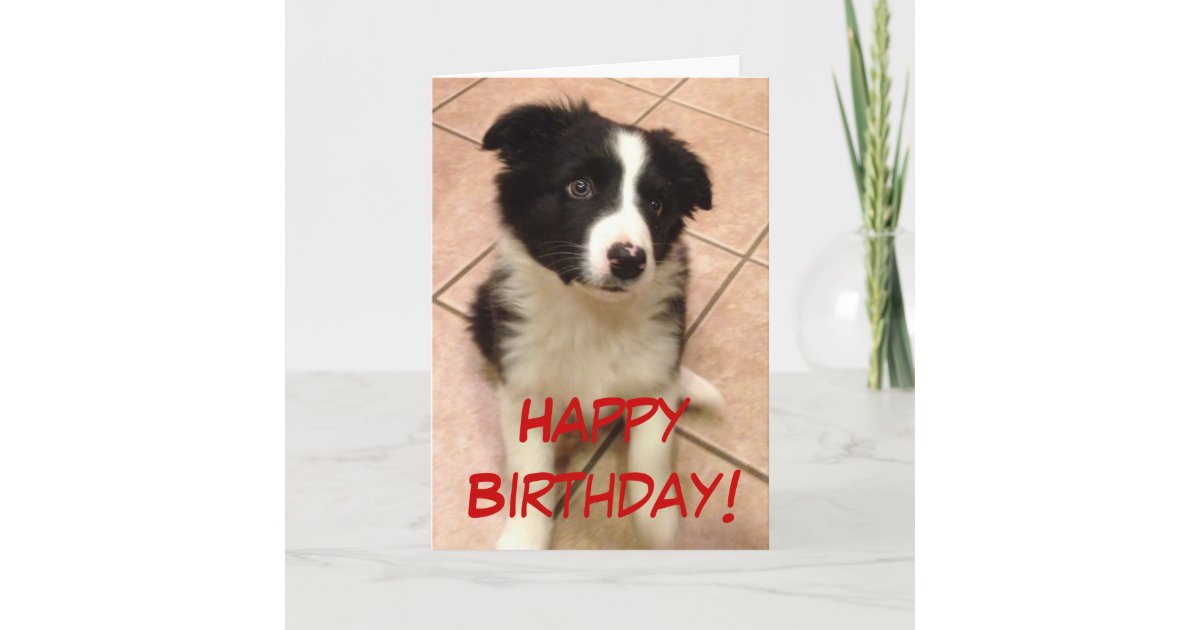 Birthday Border Collie Puppy Greeting Card | Zazzle