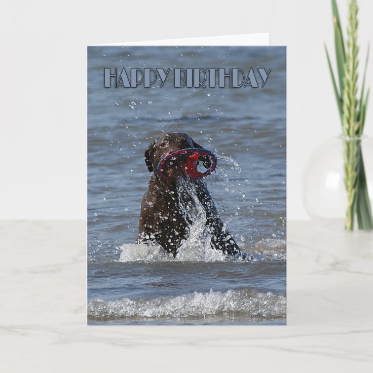 Birthday Card - Dog Playing Chocolate Labrador | Zazzle