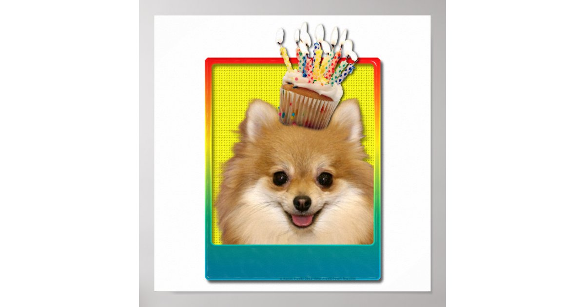 Birthday Cupcake - Pomeranian Poster | Zazzle