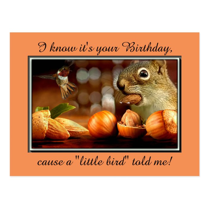 Birthday Squirrel Postcard | Zazzle.com