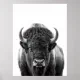 Bison Buffalo Modern Portrait black white Poster | Zazzle