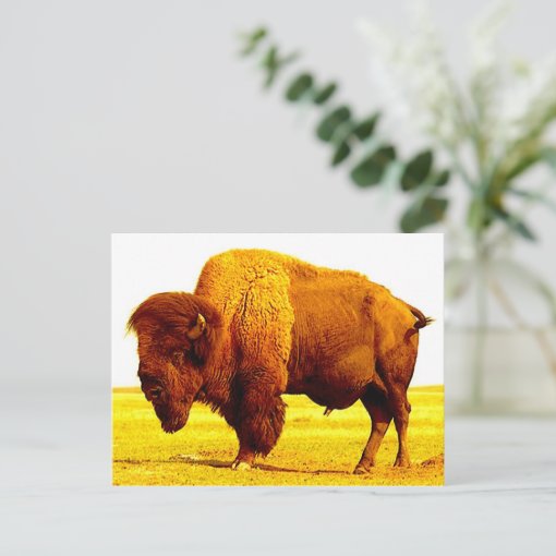 Bison / Buffalo Postcard | Zazzle