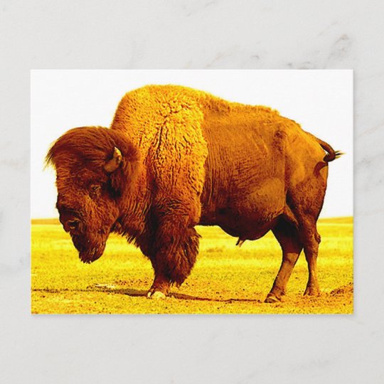 Bison / Buffalo Postcard | Zazzle.com