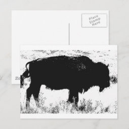 Bison - Buffalo Postcard | Zazzle