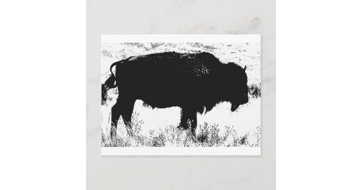 Bison - Buffalo Postcard | Zazzle