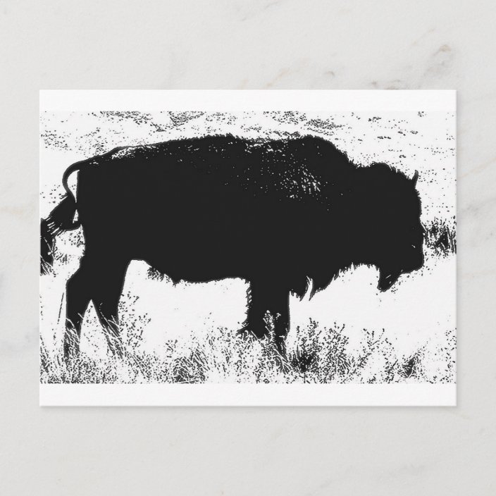 Bison - Buffalo Postcard | Zazzle.com
