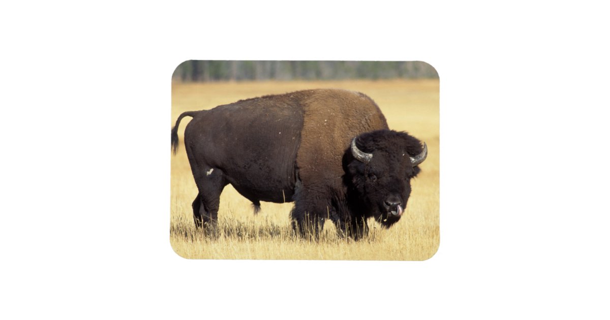Bison Bull in Yellowstone National Magnet | Zazzle