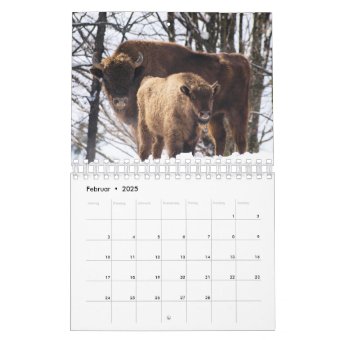 bison calendar | Zazzle