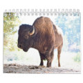 bison calendar | Zazzle