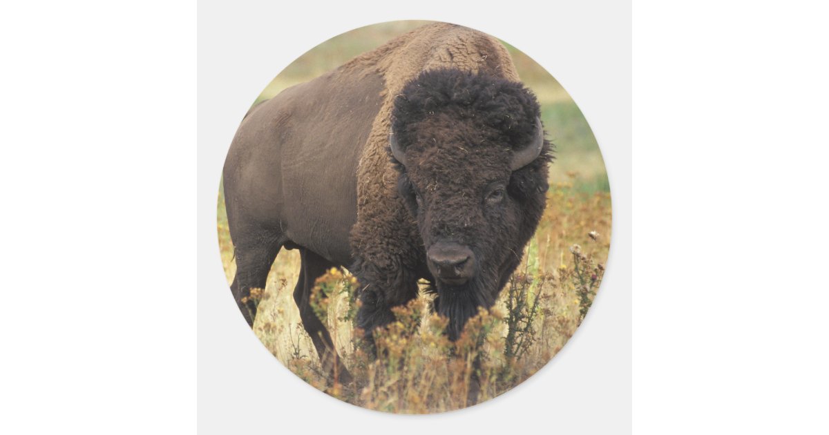 Bison Classic Round Sticker | Zazzle