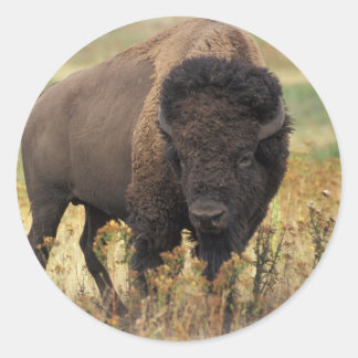 Bison Stickers | Zazzle