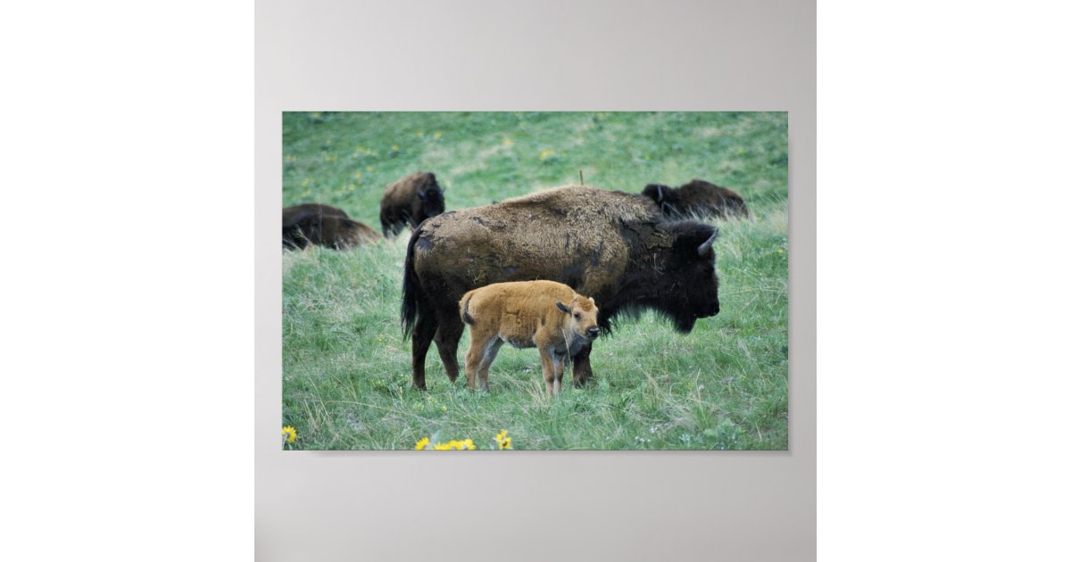 Bison cow and calf poster | Zazzle