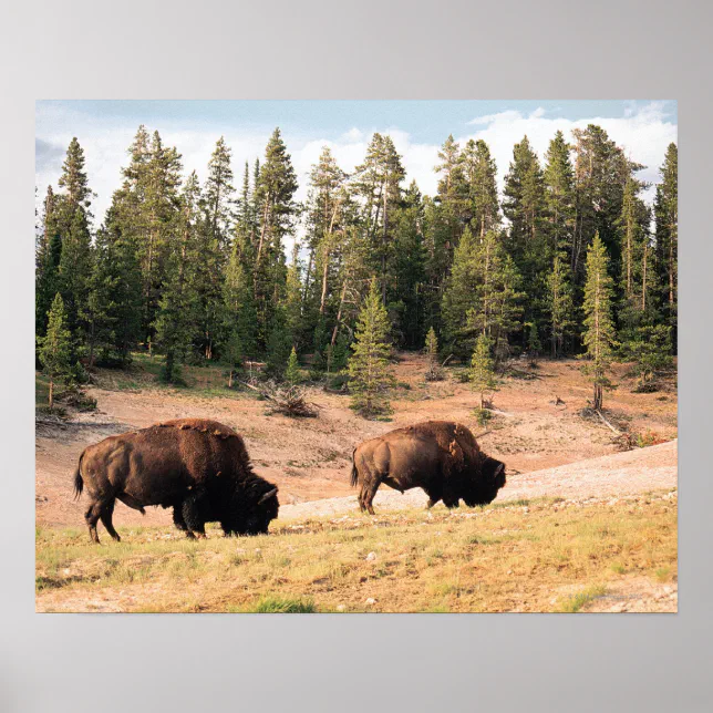 Bison in Yellowstone National Park , Wyoming Poster | Zazzle