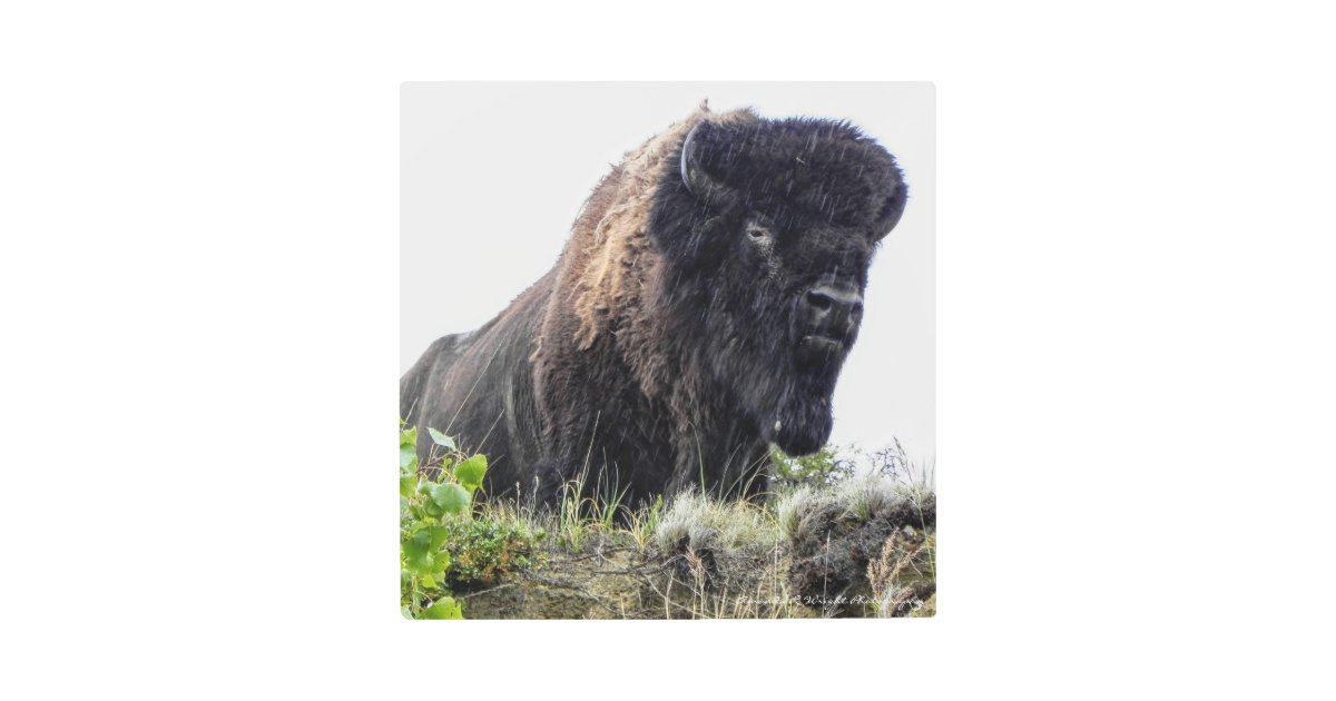 Bison Metal Wall Art | Zazzle