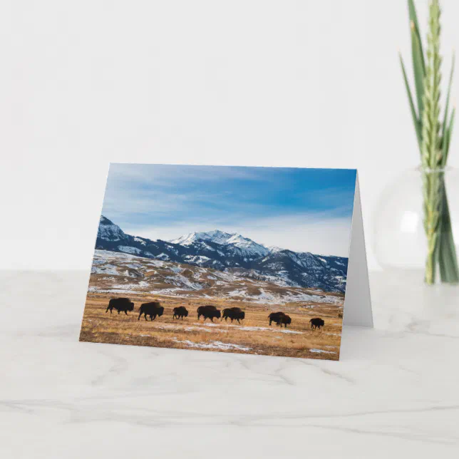 Bison Migration Card | Zazzle