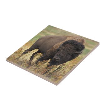 Bison photo ceramic tile | Zazzle
