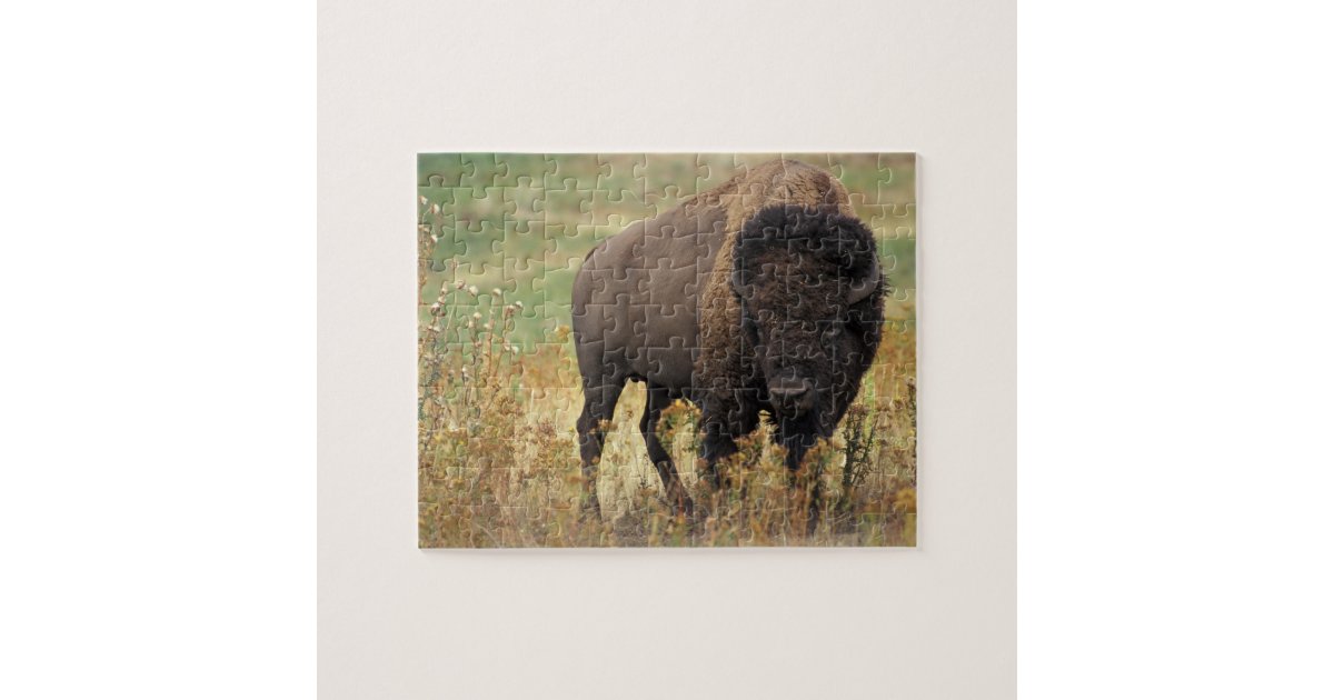 Bison photo jigsaw puzzle | Zazzle