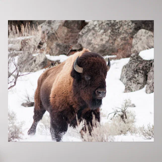 Bison Running Poster | Zazzle