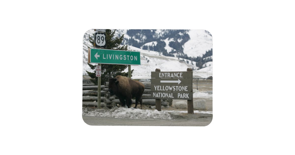 BIson, Yellowstone Entrance, Gardiner, MT Magnet | Zazzle