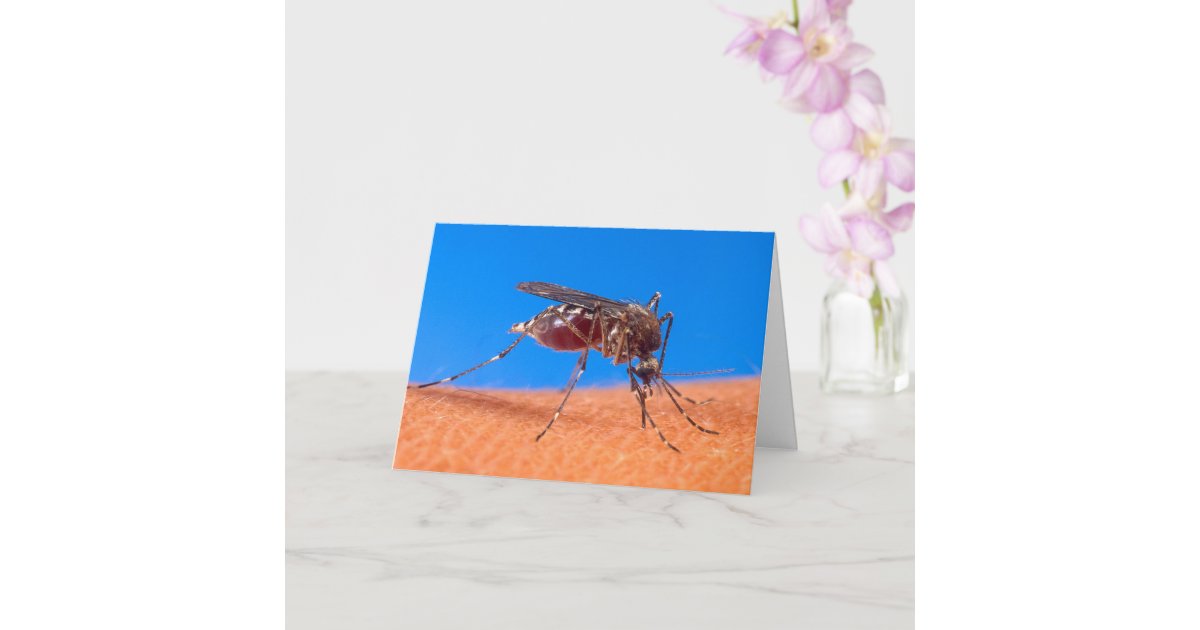 Biting Mosquito Photo Quote Old Age Birthday Card | Zazzle