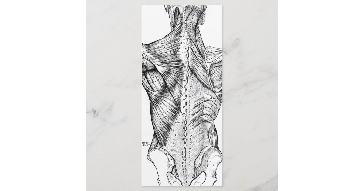 Black and White Anatomy Art Back Muscles (1890) | Zazzle.com