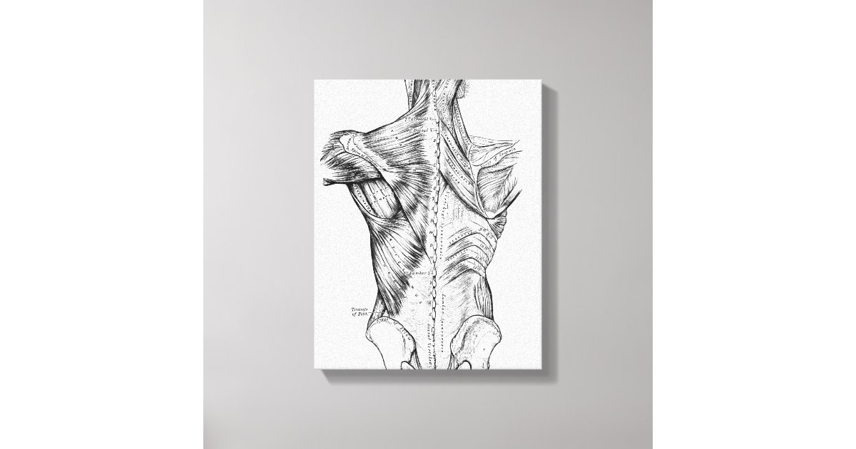 Black and White Anatomy Art Back Muscles (1890) Canvas Print | Zazzle
