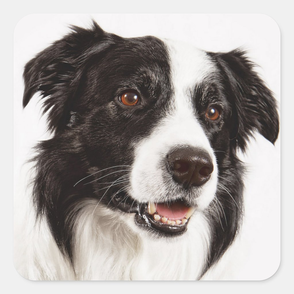 How to Groom a Border Collie Clippers & Collie Grooming Tips