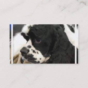 Black and White Cocker Spaniel Business Cards | Zazzle