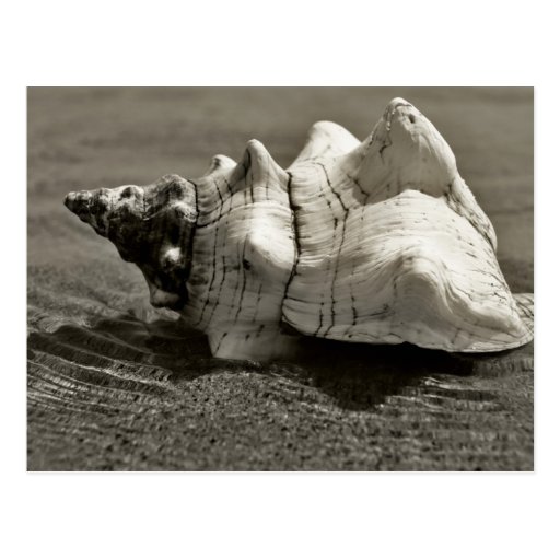 Black and White Conch Shell Postcard | Zazzle