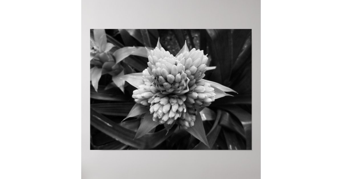 Black And White Floral Photograph Poster | Zazzle