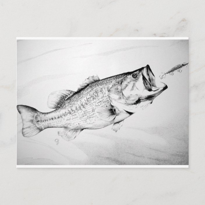 black and white largemouth bass chasing lure. postcard | Zazzle.com