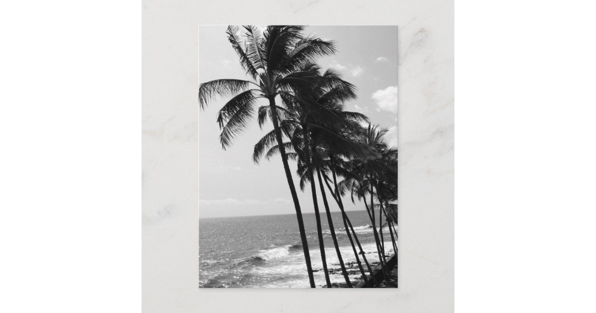 Black and White Palm Trees Postcard | Zazzle