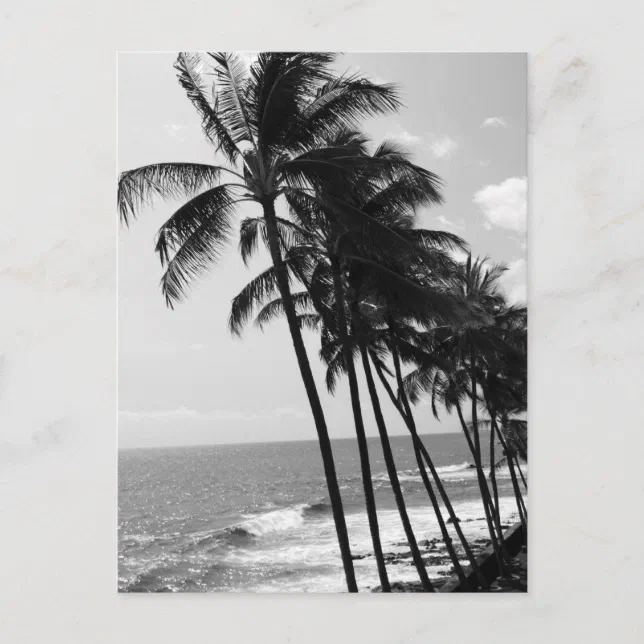 Black and White Palm Trees Postcard | Zazzle