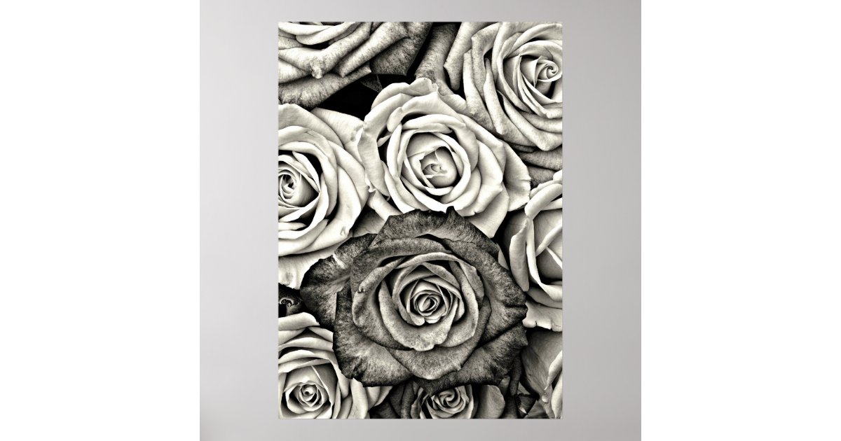 Black and White Roses Poster | Zazzle