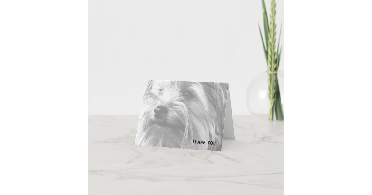 Black and White Yorkshire Terrier Yorkie Thank You Card | Zazzle