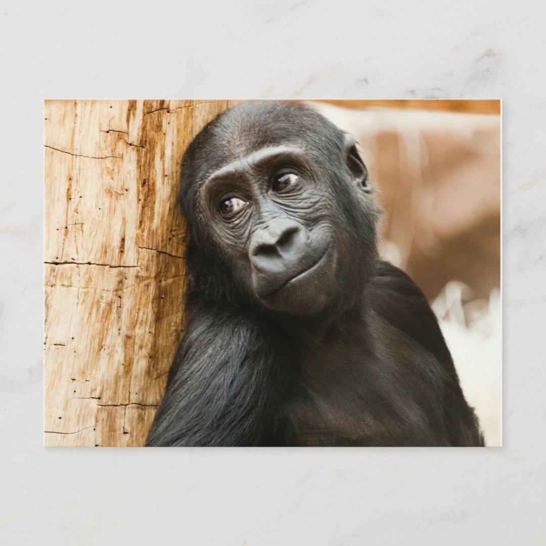 Black Baby Monkey Postcard | Zazzle