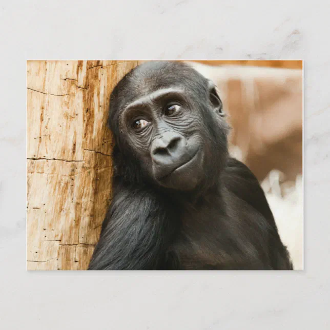 Black Baby Monkey Postcard | Zazzle