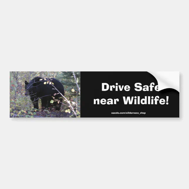 Black Bear Cub Driving Safety Bumper Sticker | Zazzle